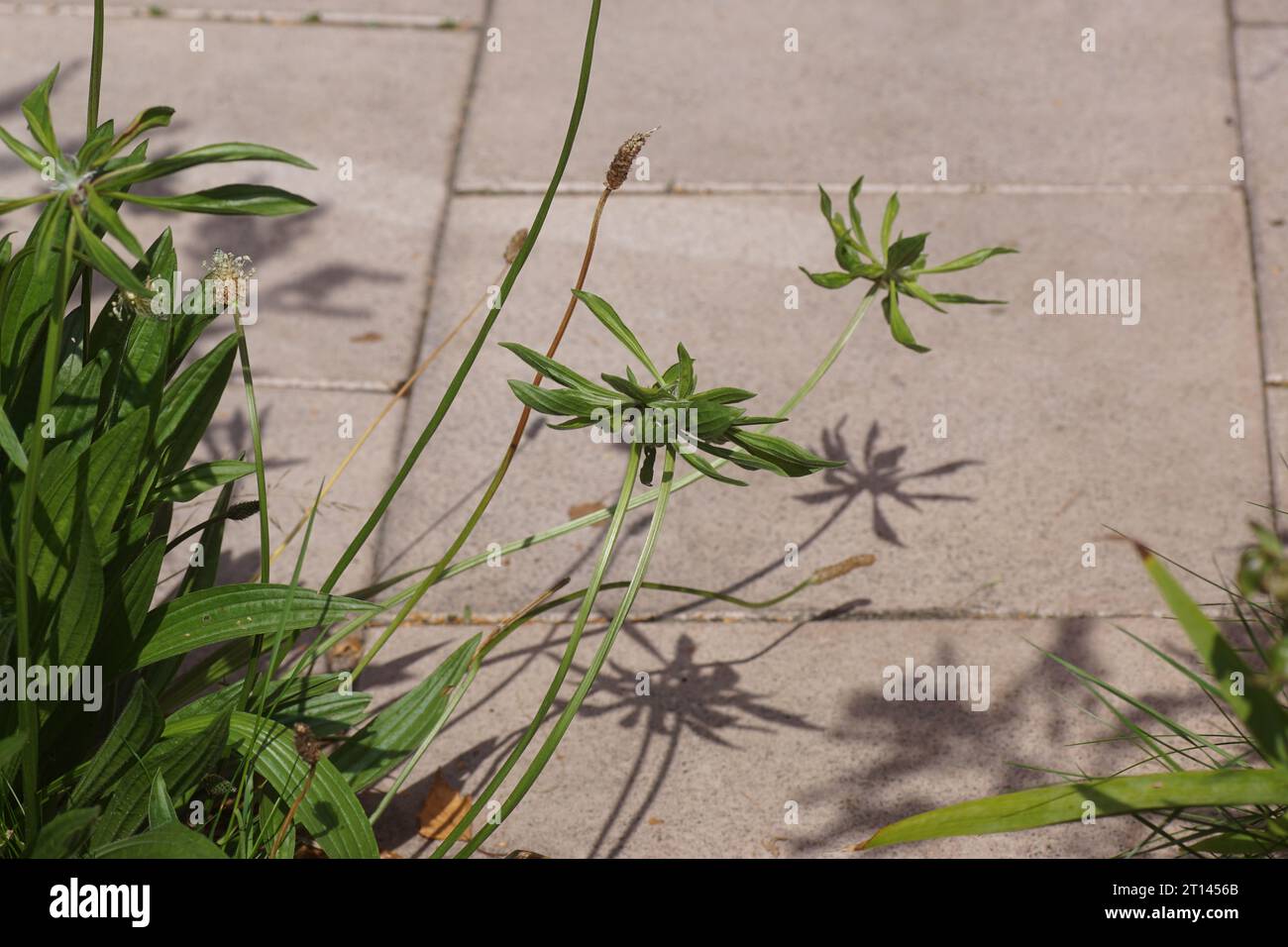 Close up flowers and new rosettes on the flowers like vivipary of ...