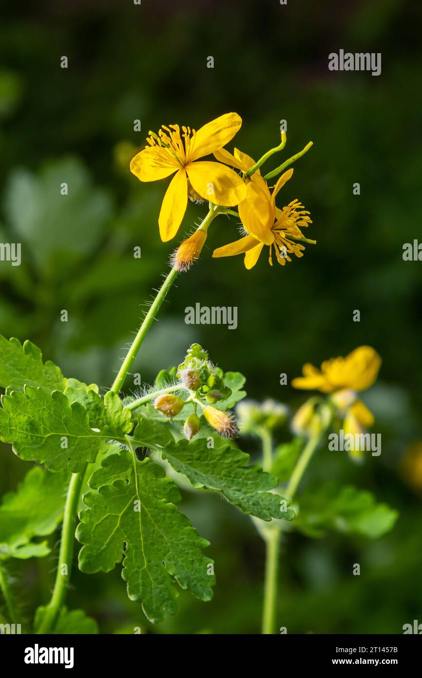 Macro photo of natural yellow flowers of celandine. Background blooming ...