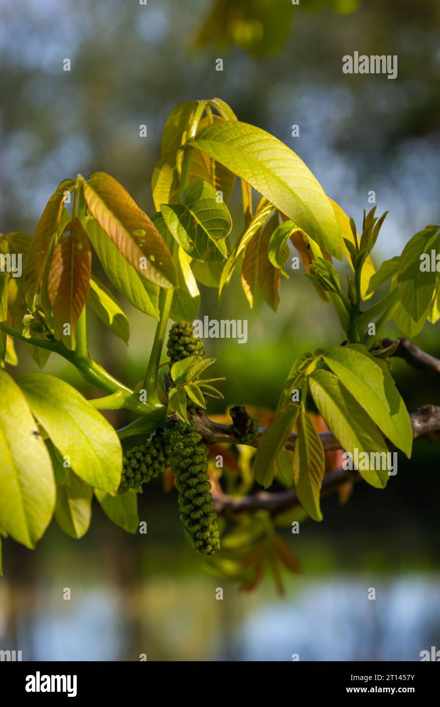 Walnut twig in spring, Walnut tree leaves and catkins close up. Walnut ...