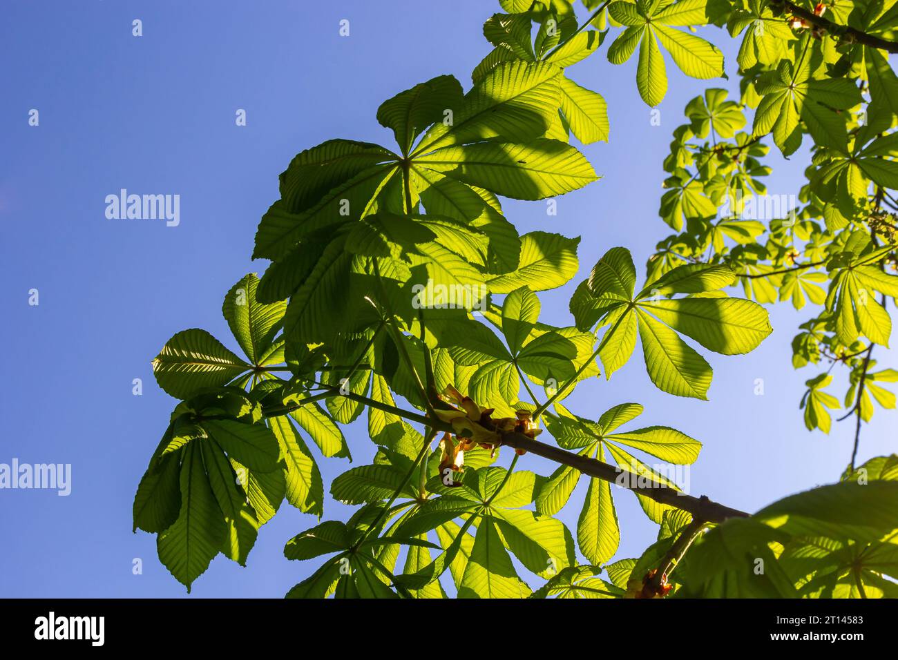 Green Chestnut Leaves in beautiful light. Spring season, spring colors ...