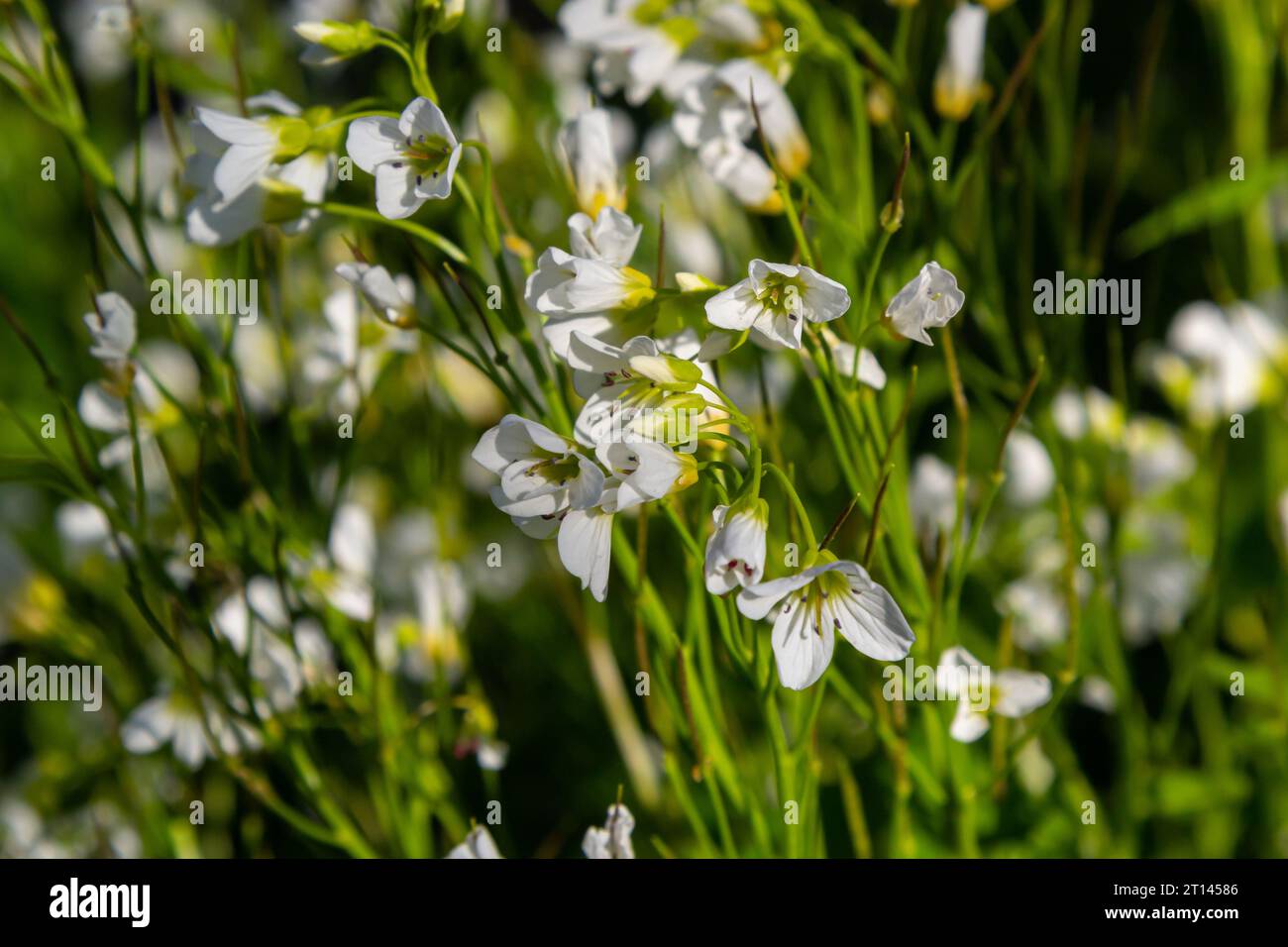 Cardamine amara, known as large bitter-cress. Spring forest. floral ...