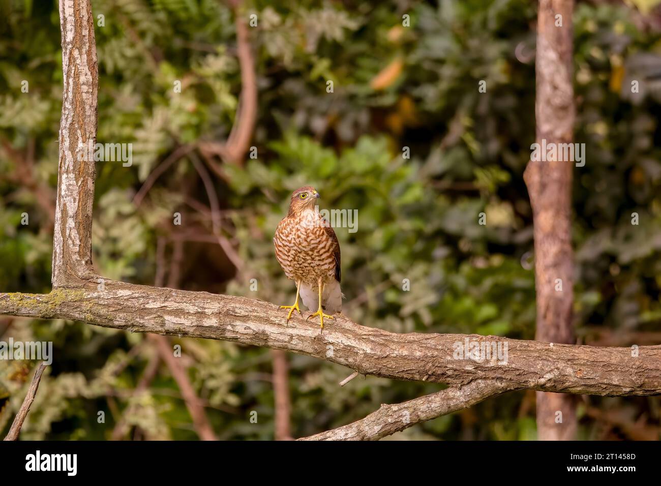 Female sparrow hawk brown dotted bird sitting on a metal hoop with ...