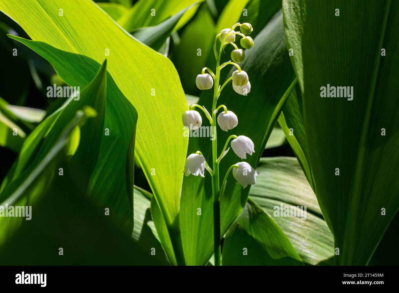 Lily of the Valley flowers Convallaria majalis with tiny white bells ...