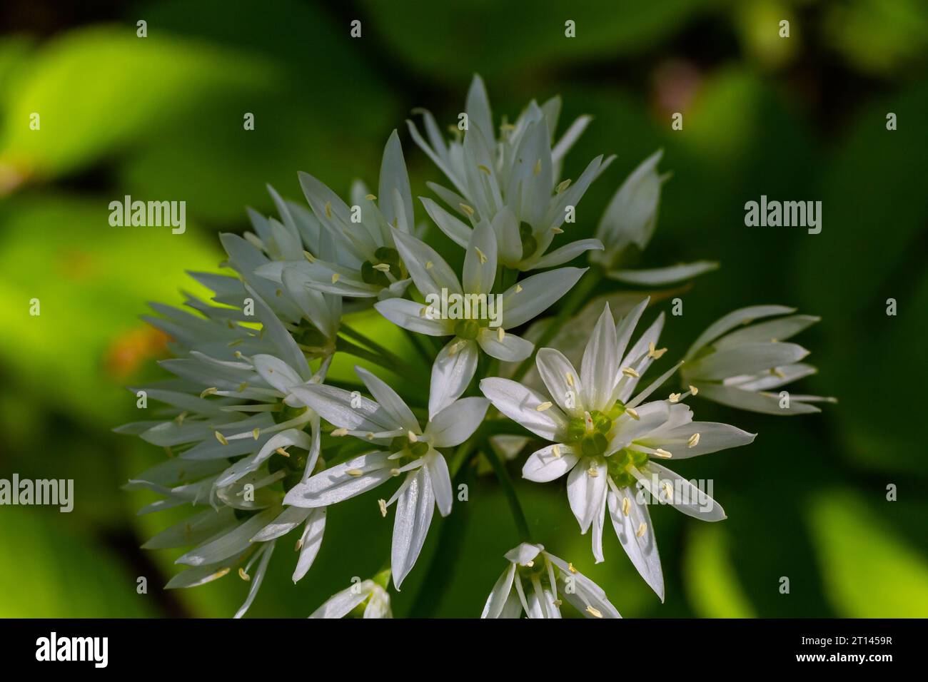 Beautiful blooming white flowers of ramson - wild garlic Allium ursinum ...
