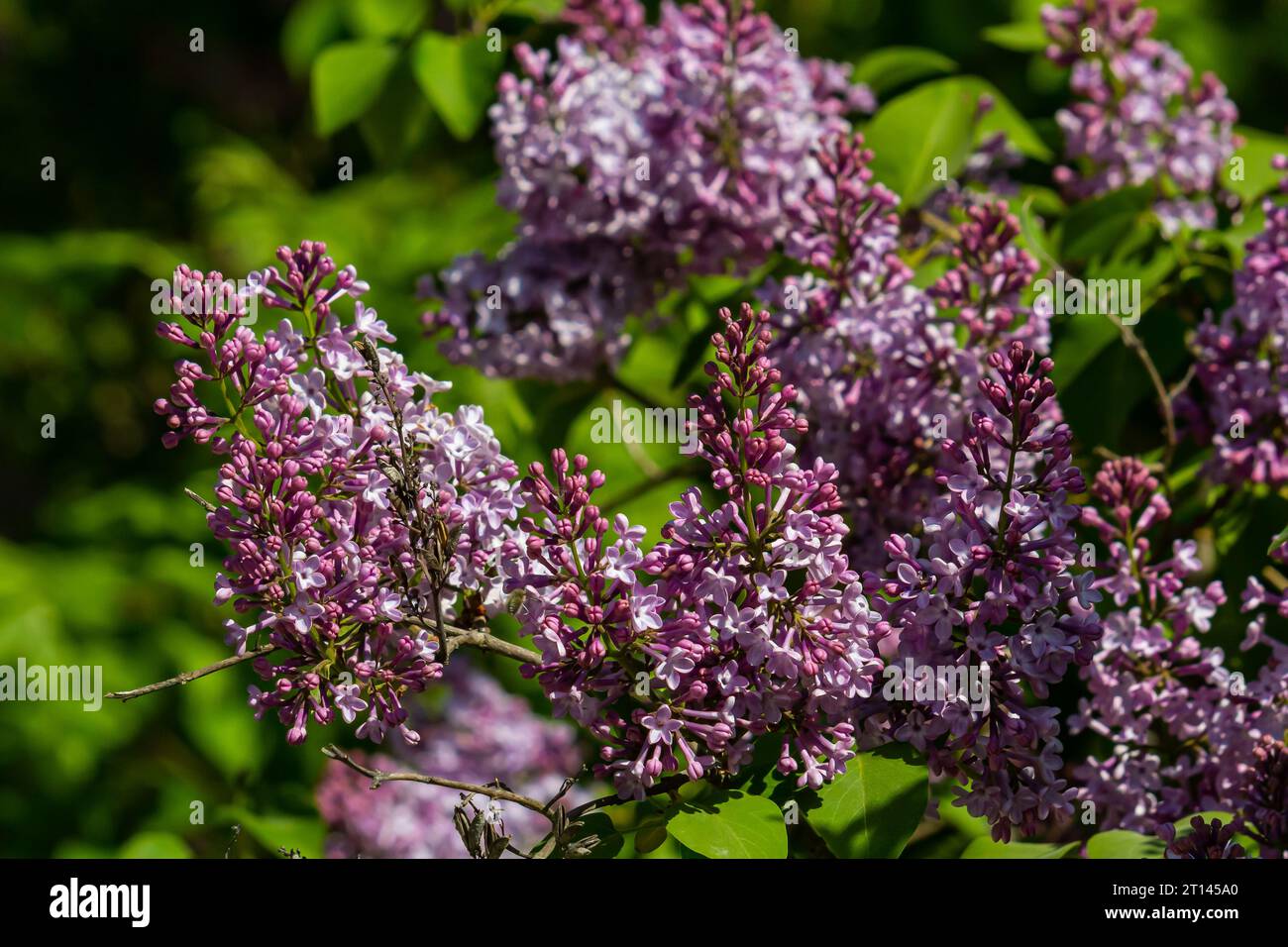 Branches with Lilac buds. Purple Syringa tree flower. Young leaves and ...