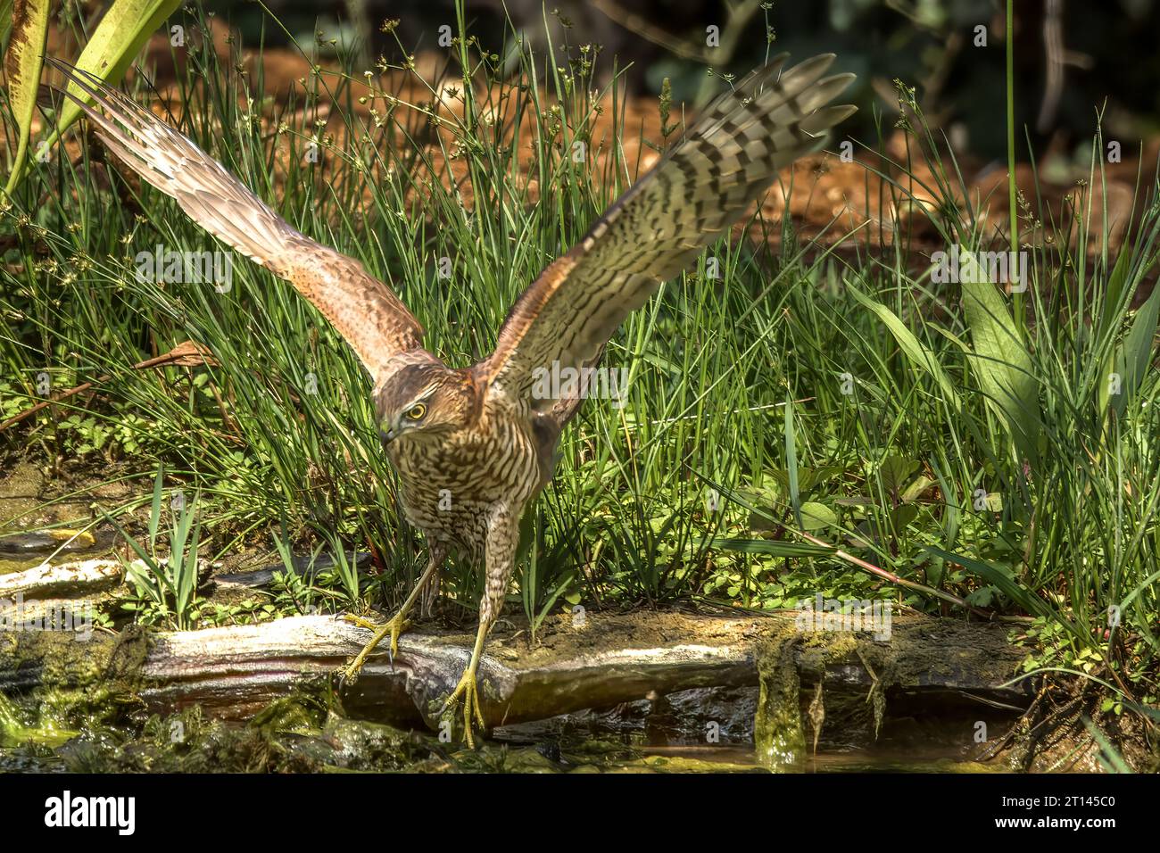 Female sparrow hawk brown dotted bird sitting on a metal hoop with ...