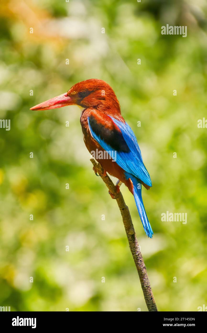 White-throated Kingfisher Halcyon smyrnensis the puffy brown and blue ...