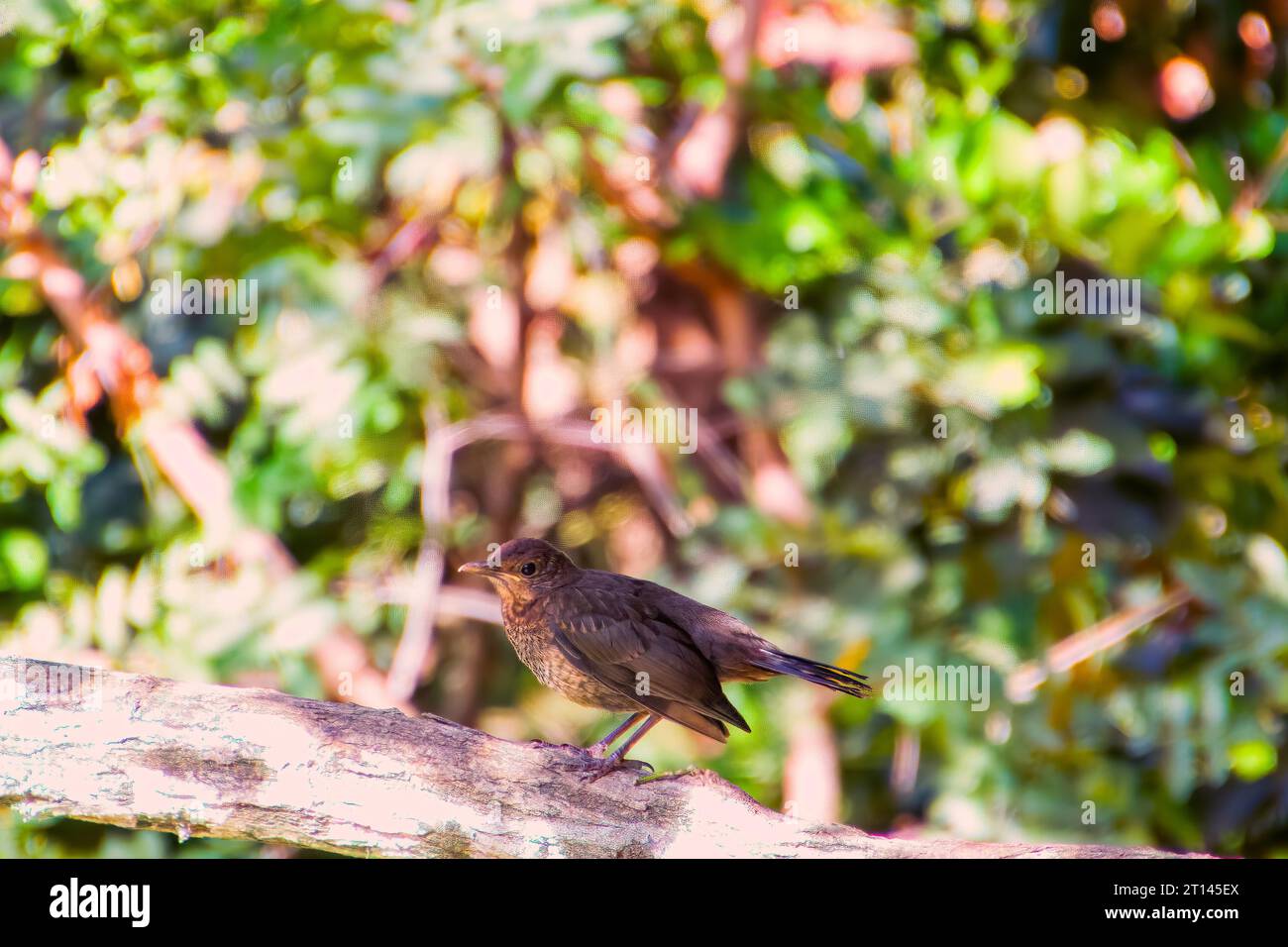 The background of the gull, a bird that behaves as a large flock, is a ...