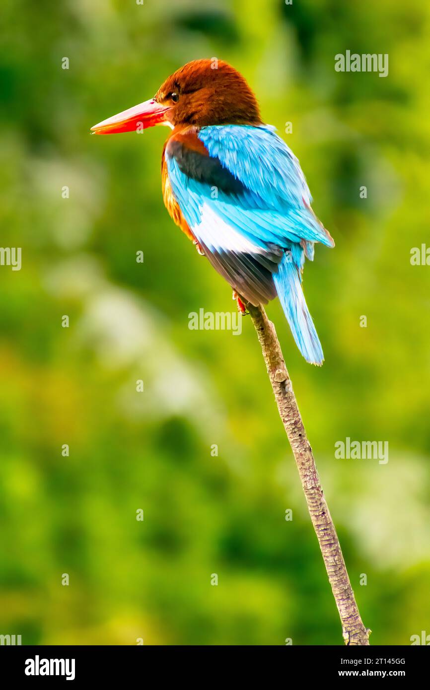 Spiky hair bird hi-res stock photography and images - Alamy