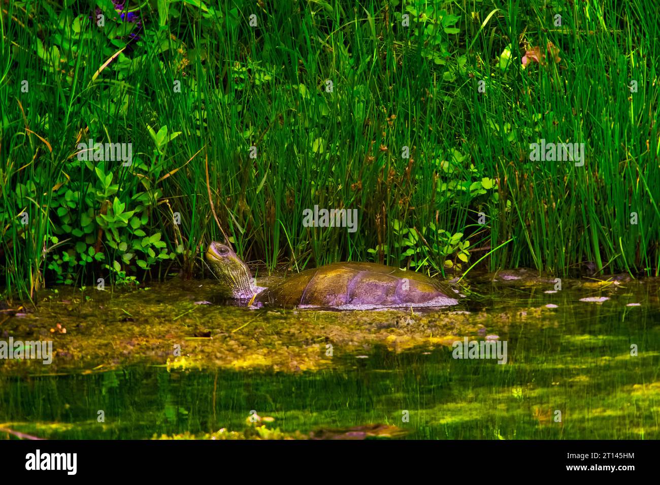 River turtle in the habitat. Turtle in the water and on wooden ...
