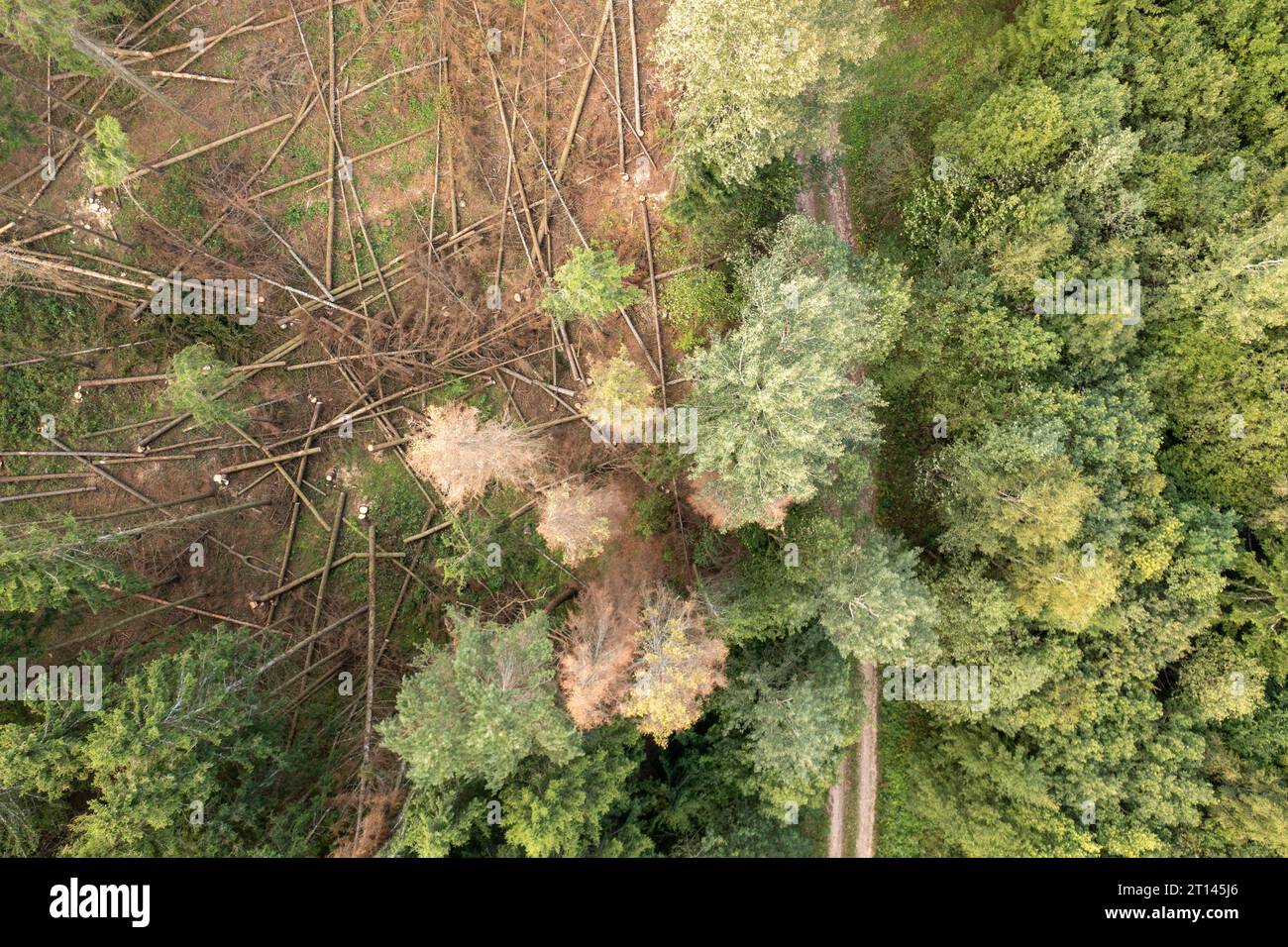 Drone photography of fallen trees in a logging site during cloudy ...