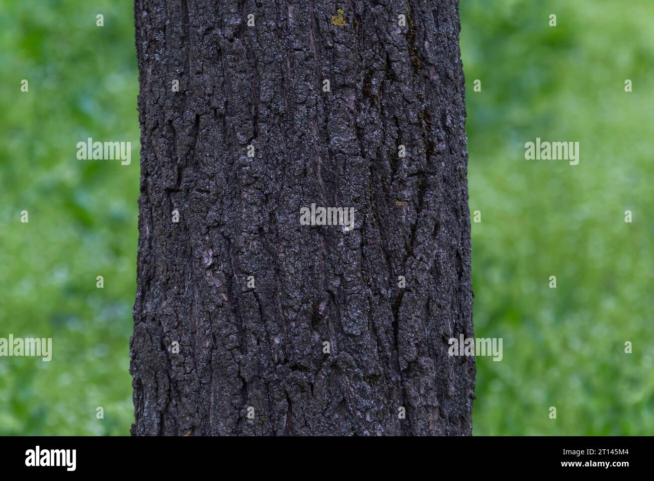 Gray trunk of tree hi-res stock photography and images - Alamy