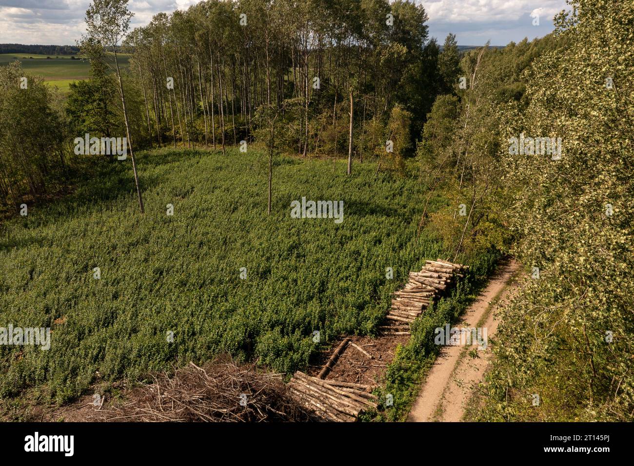 Drone photography of a pile of logs near a rural dirt road and logging ...