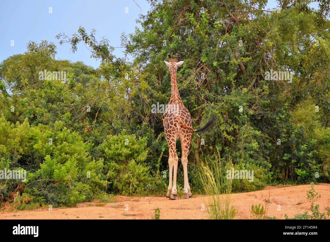 back side of a giraffe seen at the Murchison Falls National Park in ...