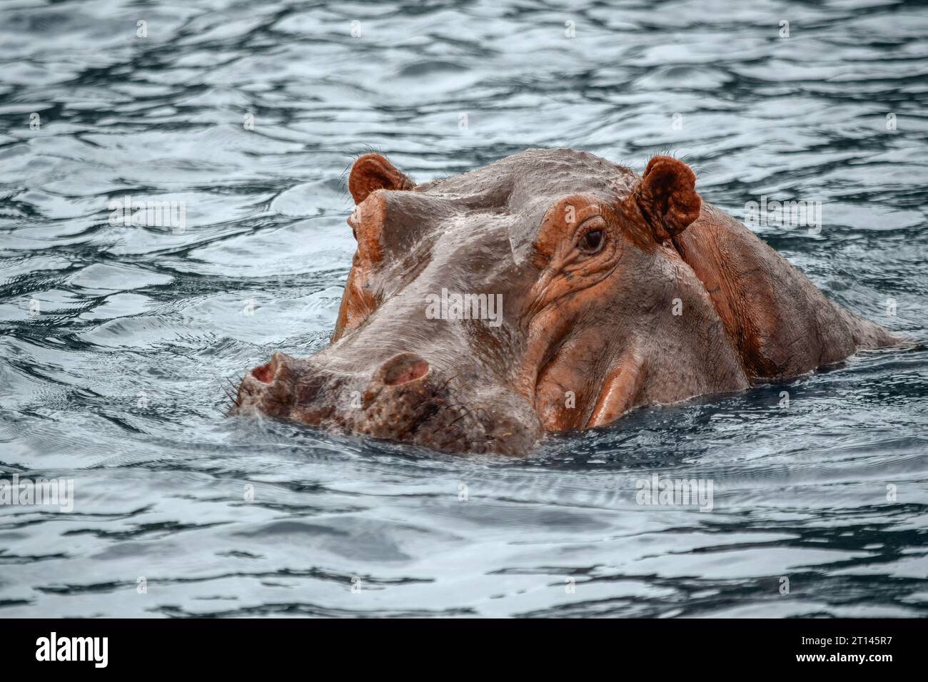 Portrait of a swimming hippo seen at the Murchison Falls National Park ...