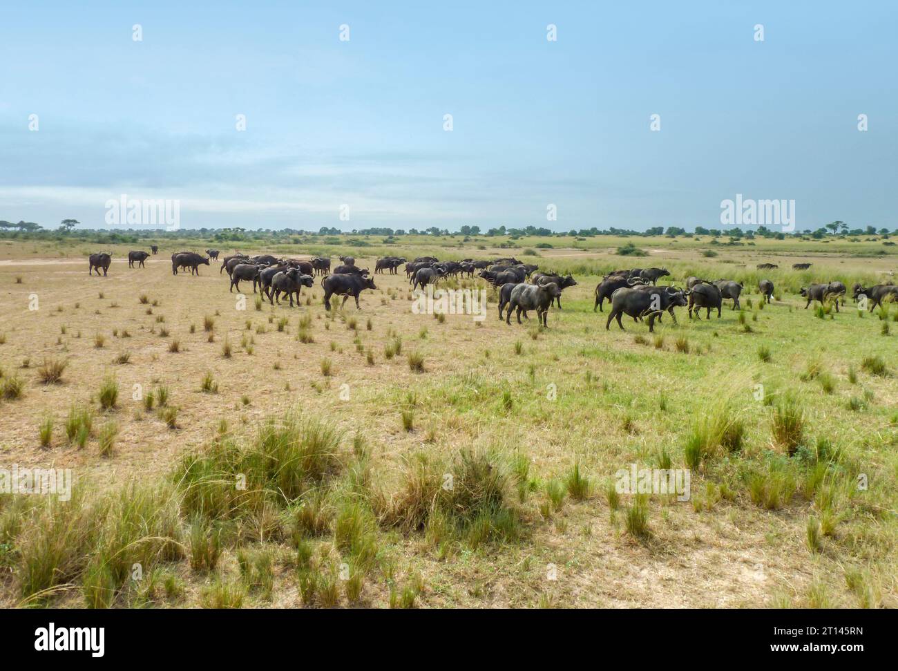 Buffalo in murchison falls hi-res stock photography and images - Alamy