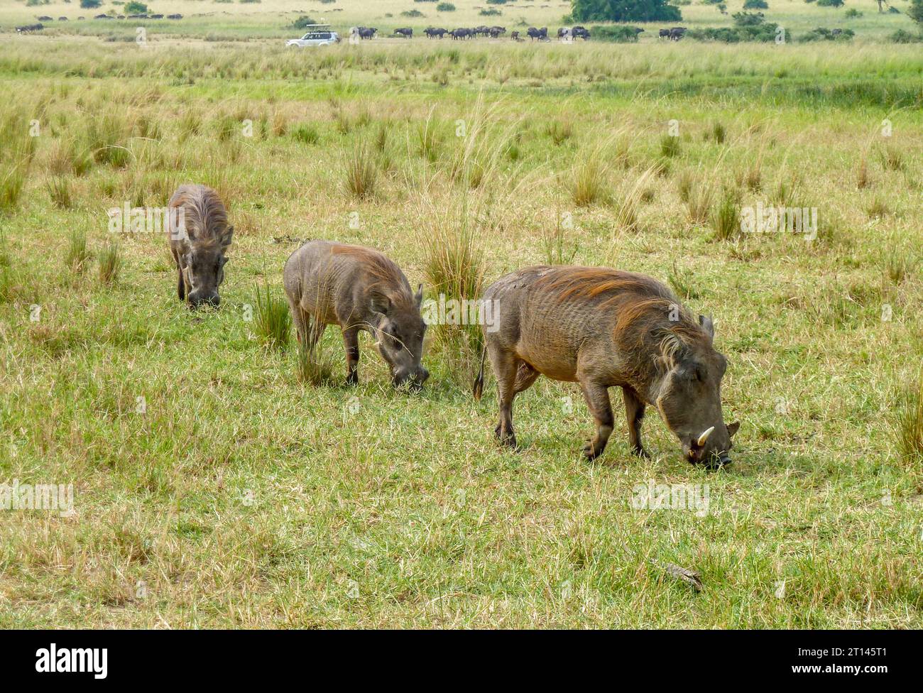Warthog phacochoerus africanus uganda hi-res stock photography and ...