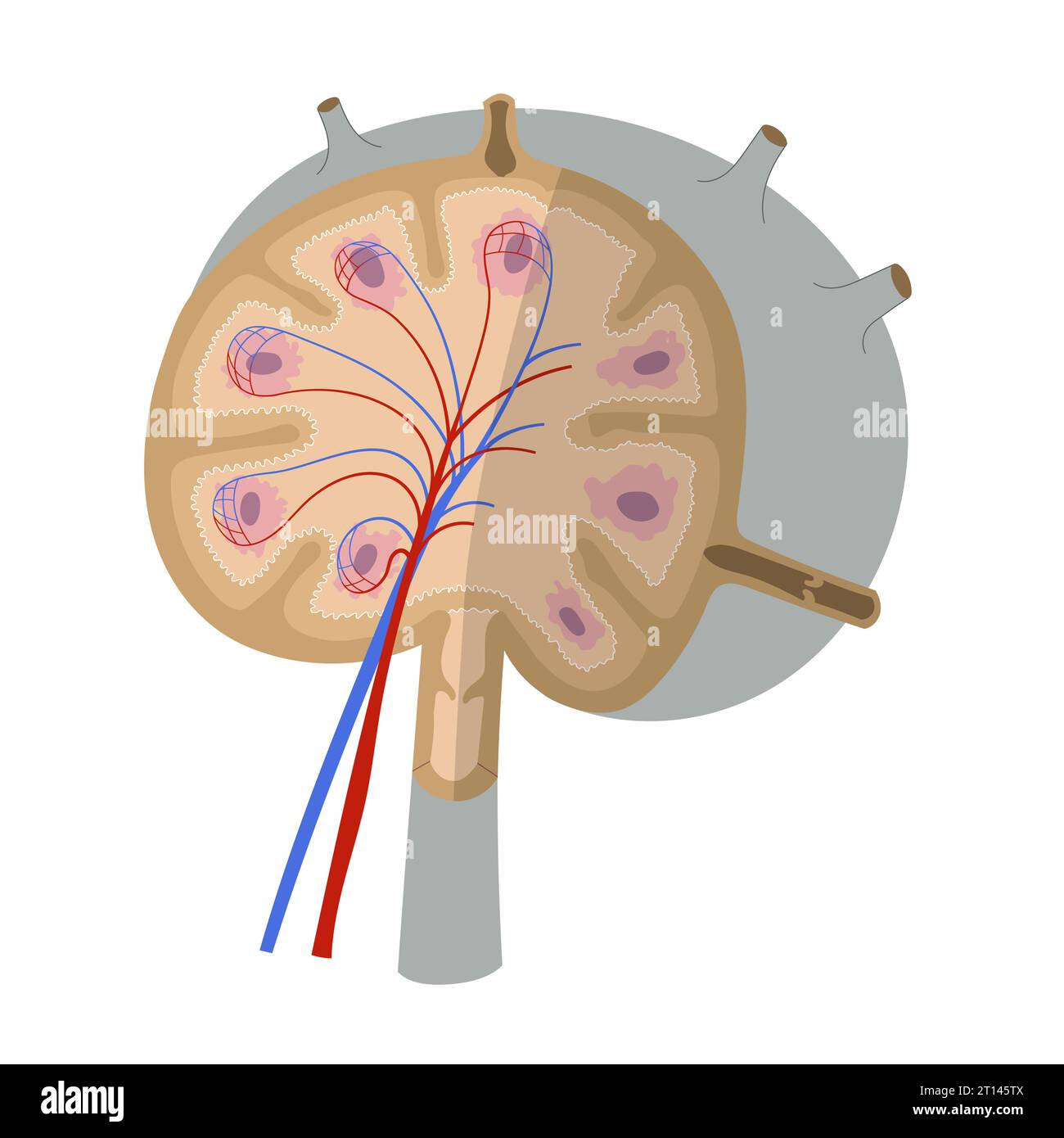 Anatomy Of A Lymph Node Simplified Scheme Showing External And