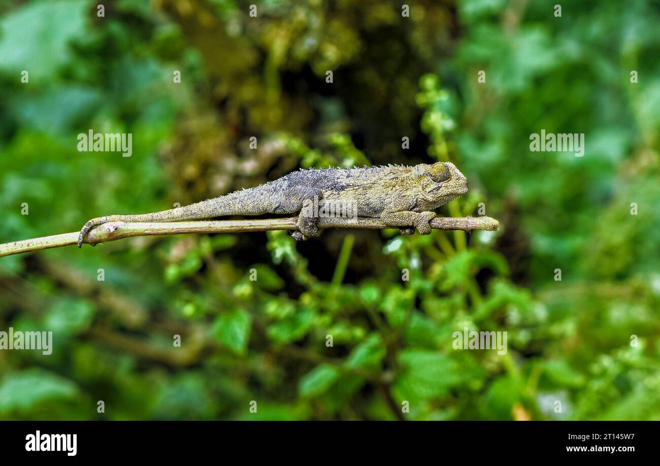 Chameleon resting on a twig in natural ambiance seen in Uganda, Africa ...
