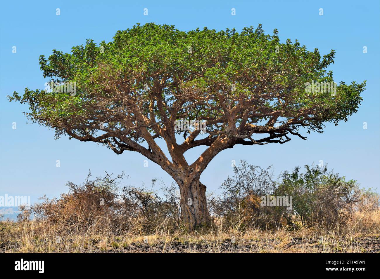 Sunny illuminated big tree seen in Uganda, Africa Stock Photo - Alamy