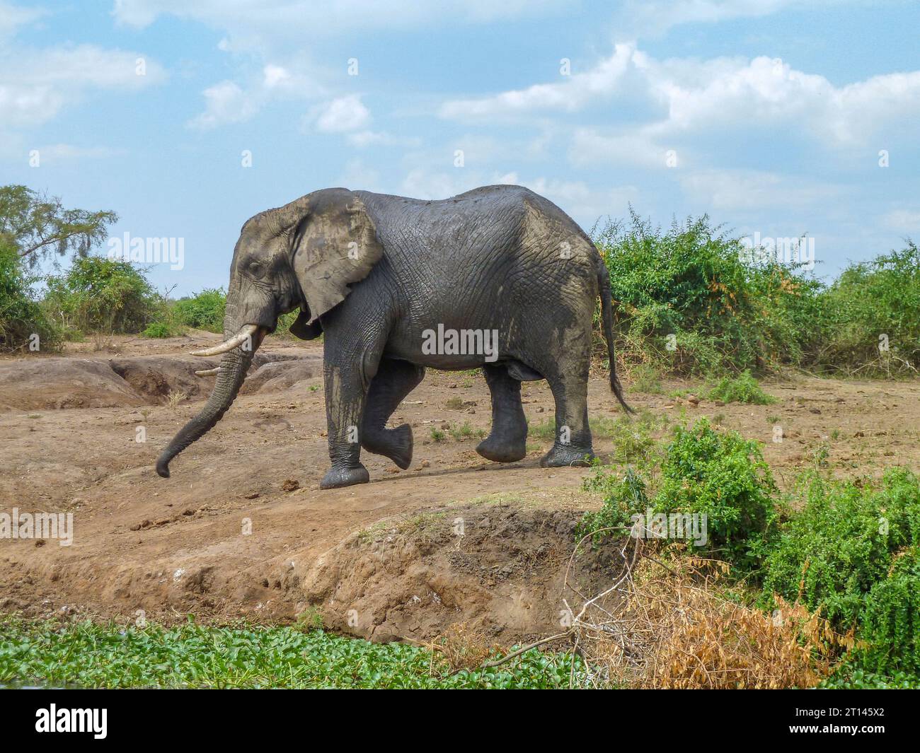Sideways shot of an elephant seen at the Queen Elizabeth National Park ...