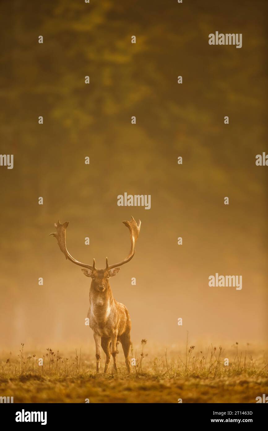 Male Fallow Deer, Dama dama, morning light, male, Germany, Hesse, fall ...