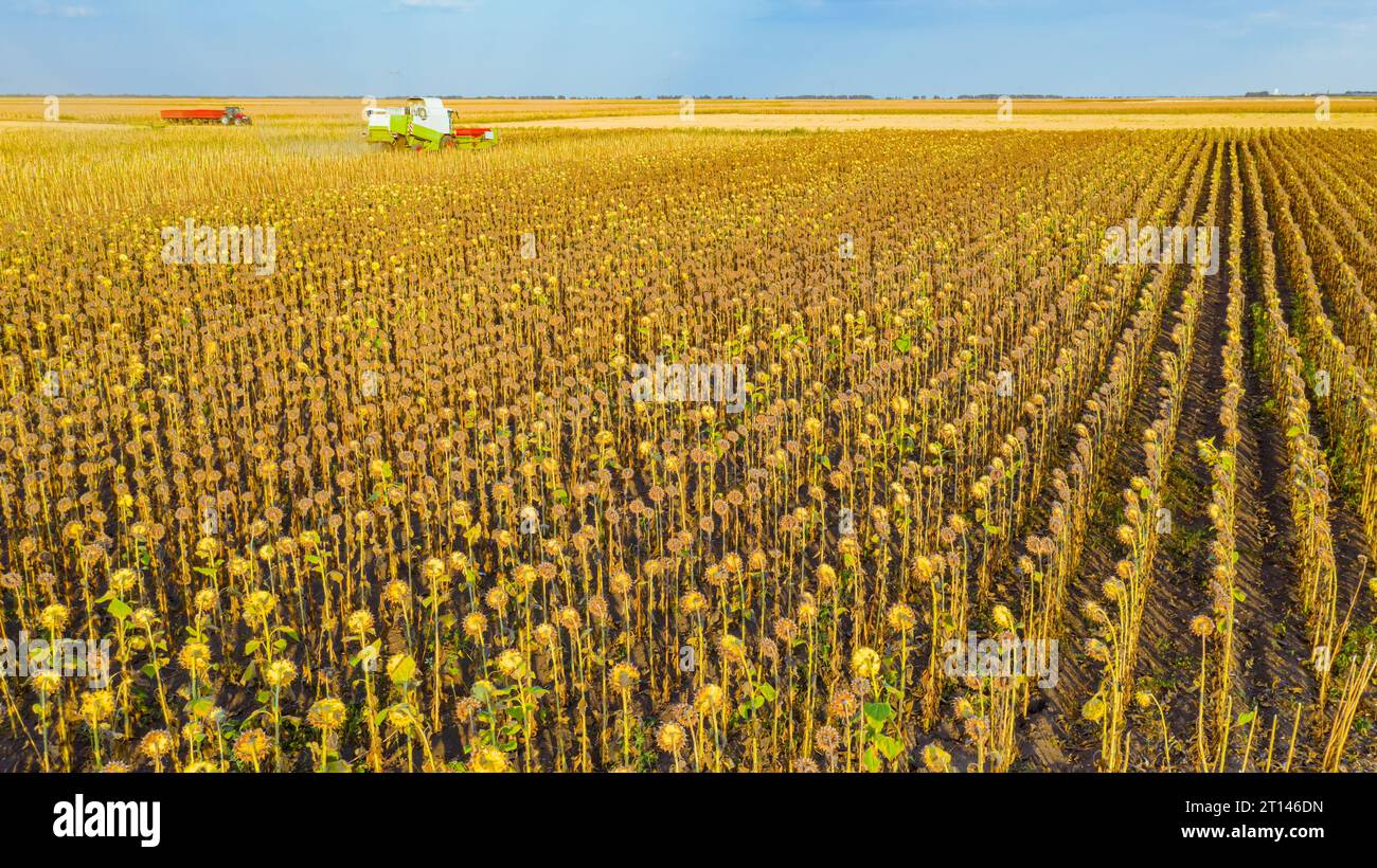 Aerial view, agricultural harvester is cutting and harvesting mature ...