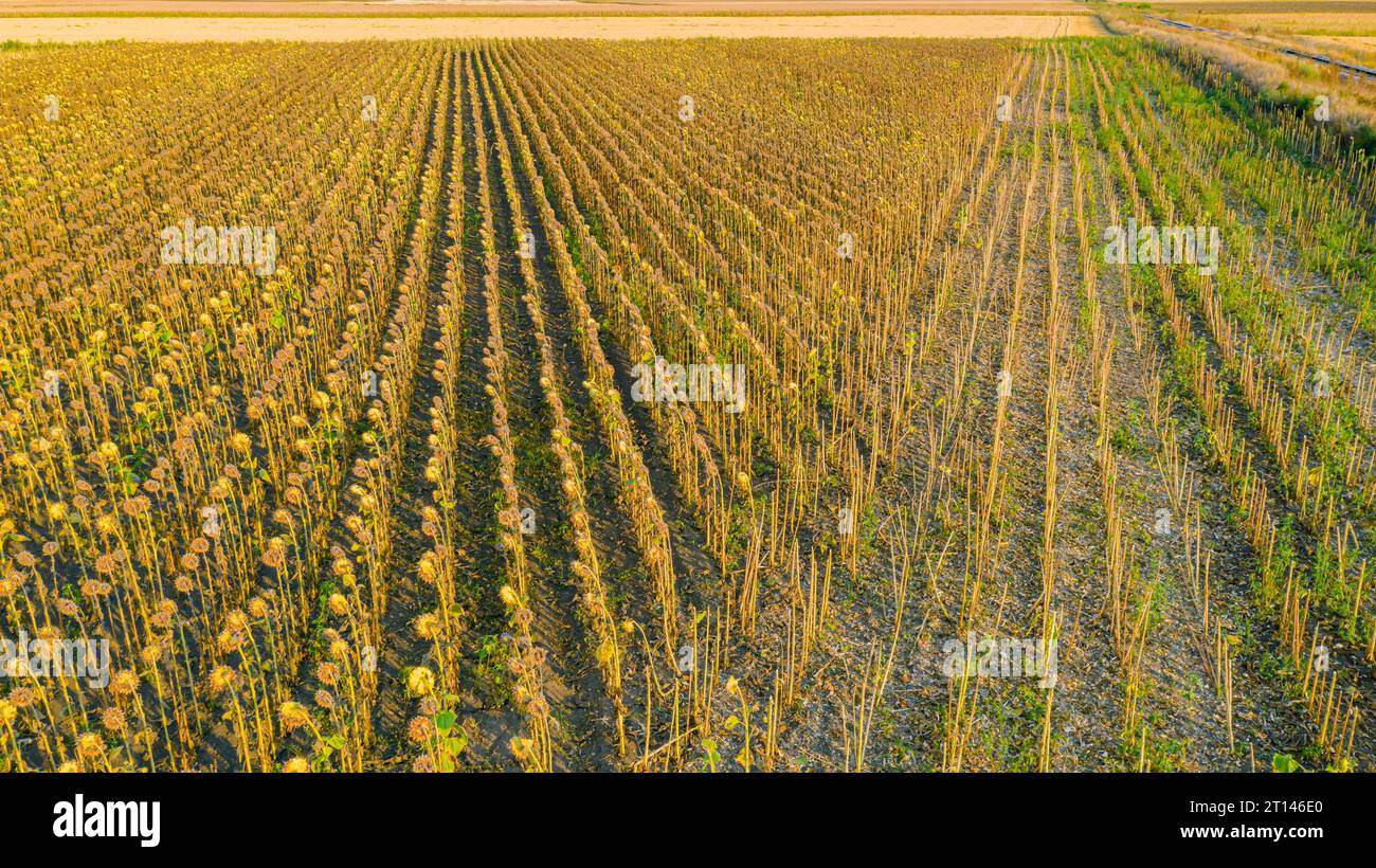 Above view at agricultural farm field with half harvested mature ...