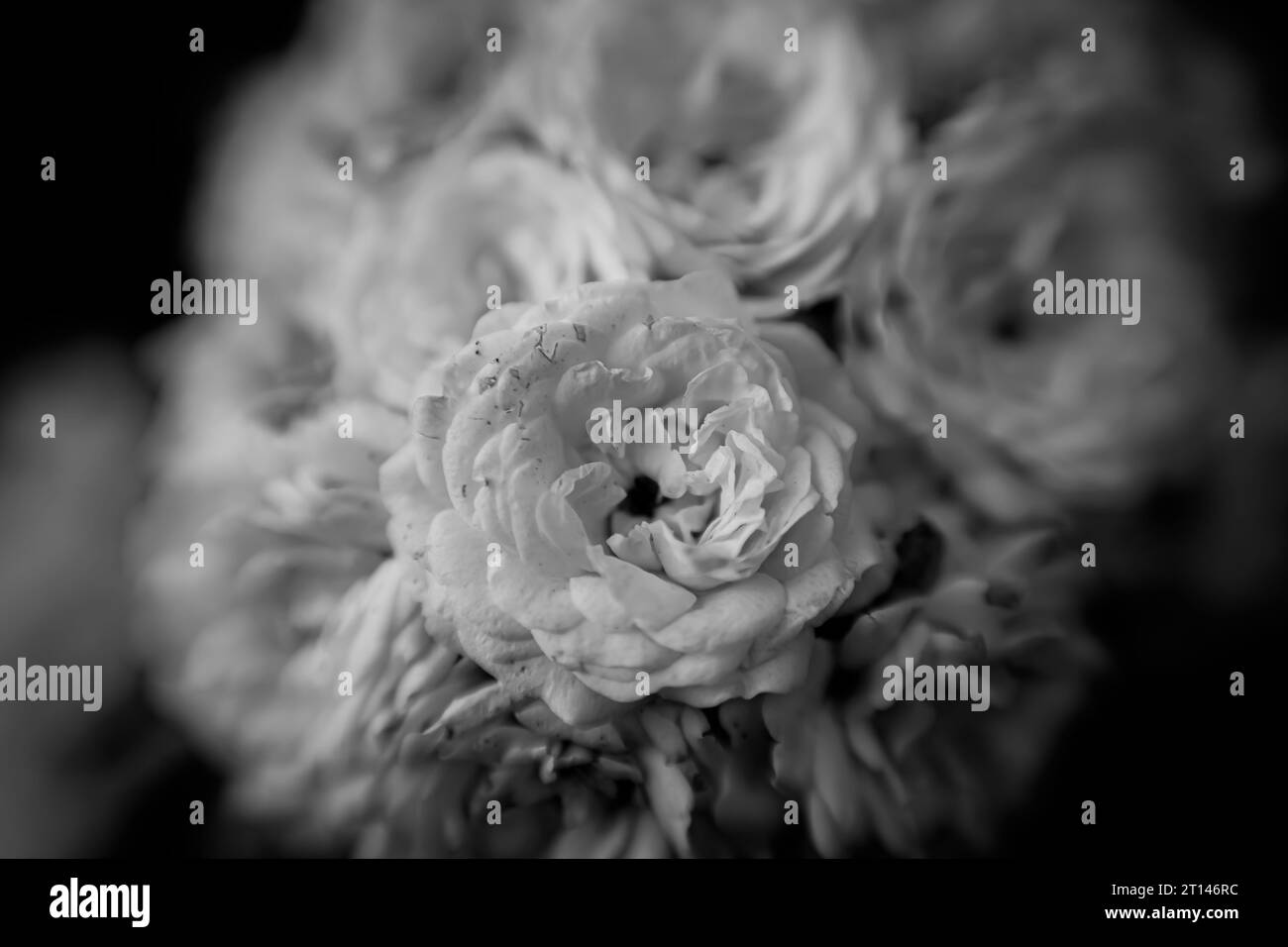 Natural light blossoms Black and White Stock Photos & Images - Alamy