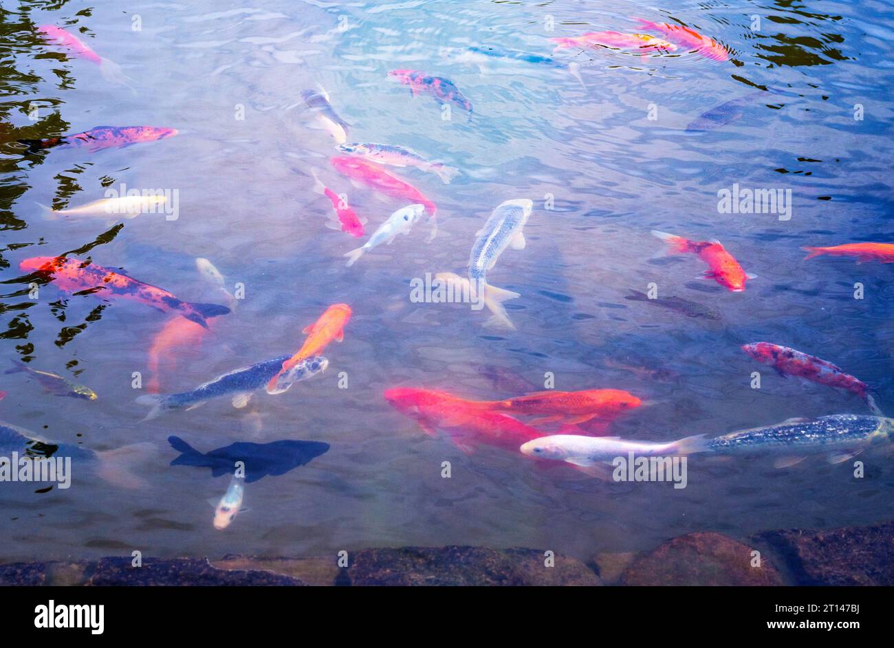 Color fishes in a pond. Different fish in the water Stock Photo - Alamy