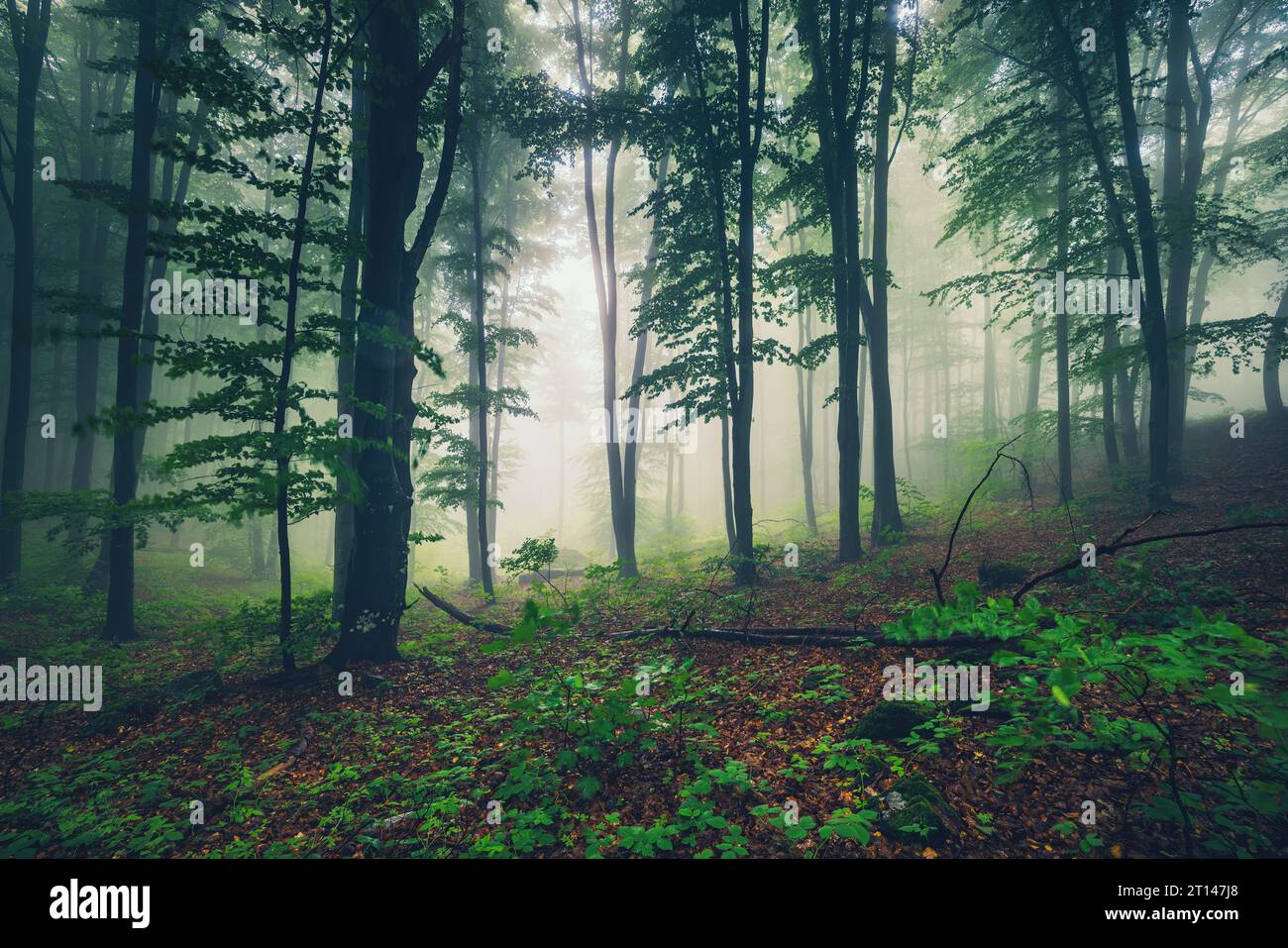 Beautiful landscape in bulgaria forest hi-res stock photography and ...