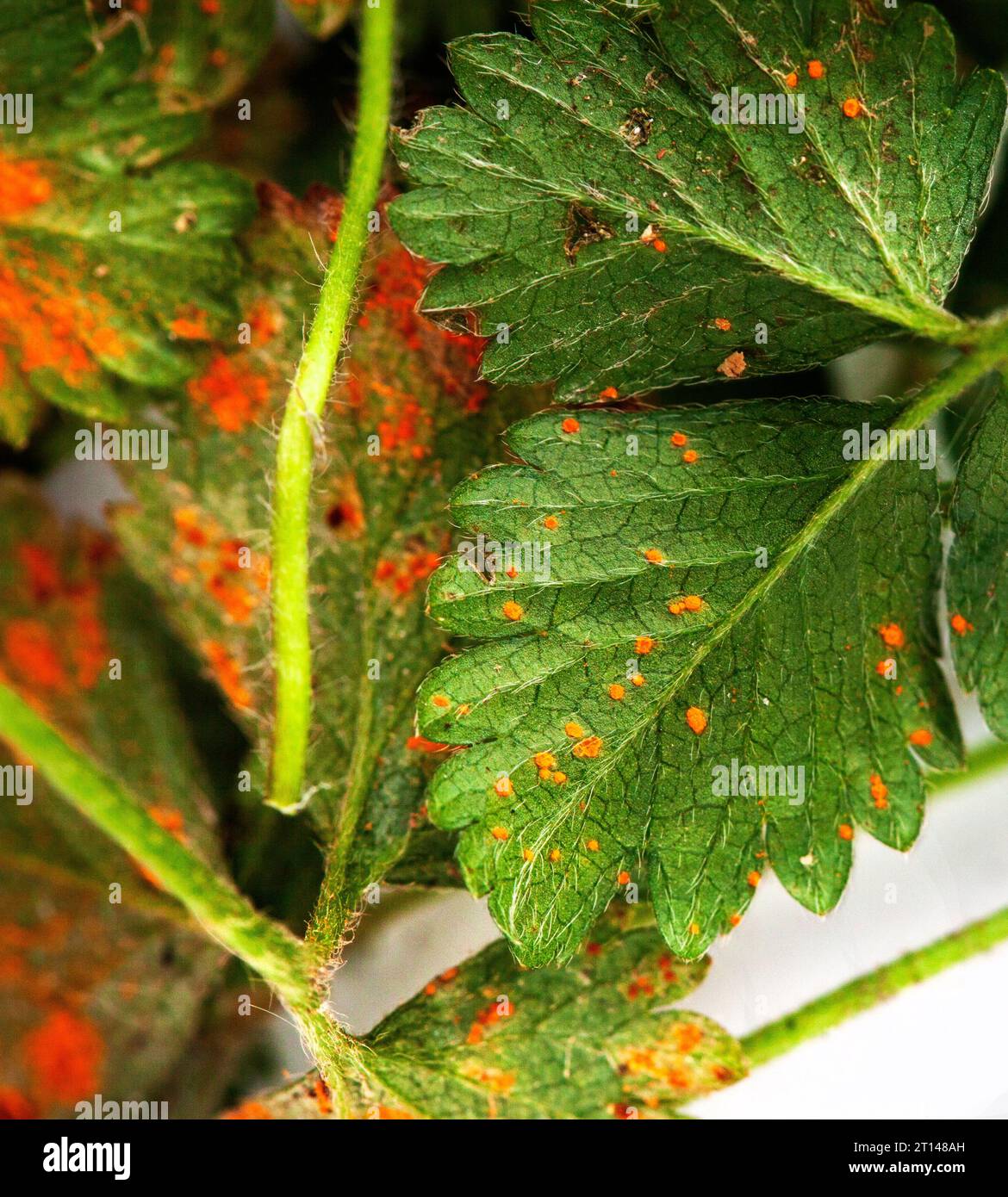 Plant leaf covered in fungal disease known as rust Stock Photo - Alamy