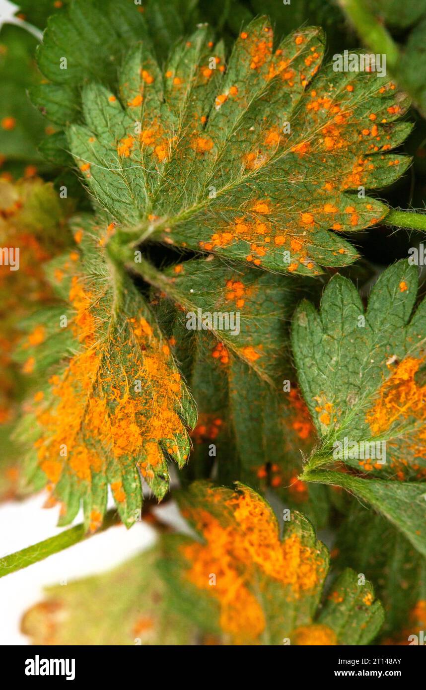 Plant leaf covered in fungal disease known as rust Stock Photo - Alamy