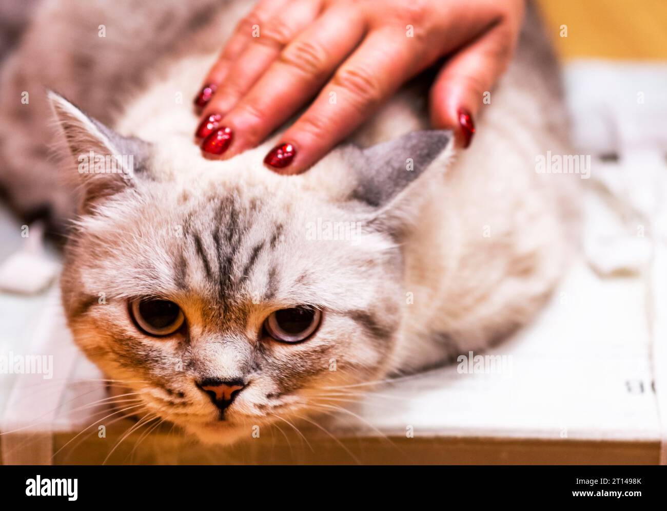 Scottish kitten, pedigreed cat. Pet. Big scottish cat looking Stock ...