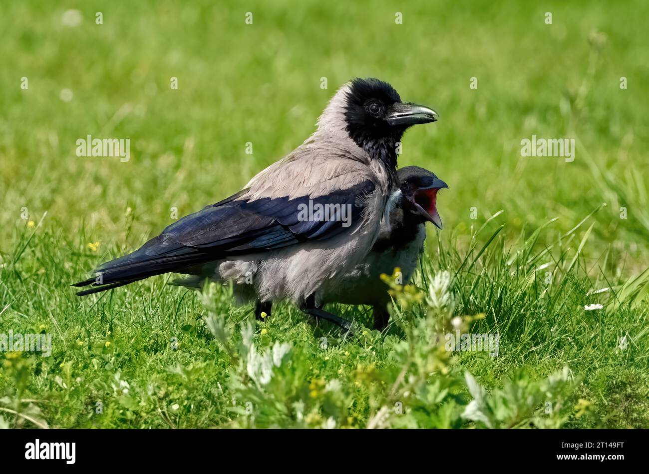 Hooded crow (Corvus cornix) with young bird in a green meadow in summer ...