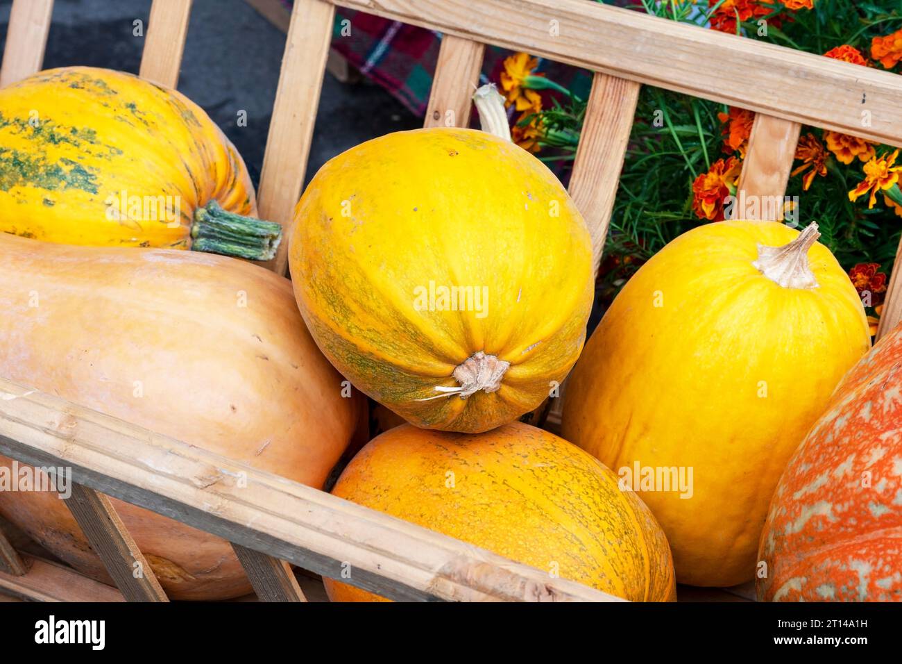 Gifts of fall. Huge vegetables in the cart. Vegetables in a wicker ...