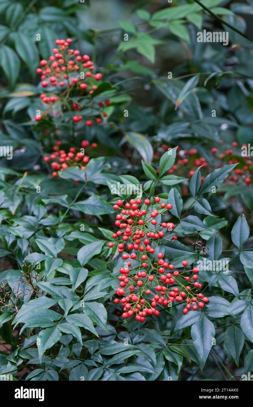 Nandina domestica, heavenly bamboo, Chinese sacred bamboo, sacred ...