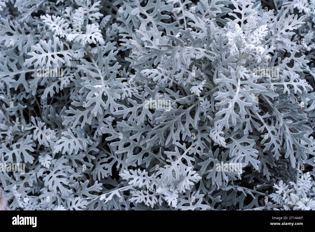 Silver sagebrush, close up. Texture of wormseed. background of wormwood ...