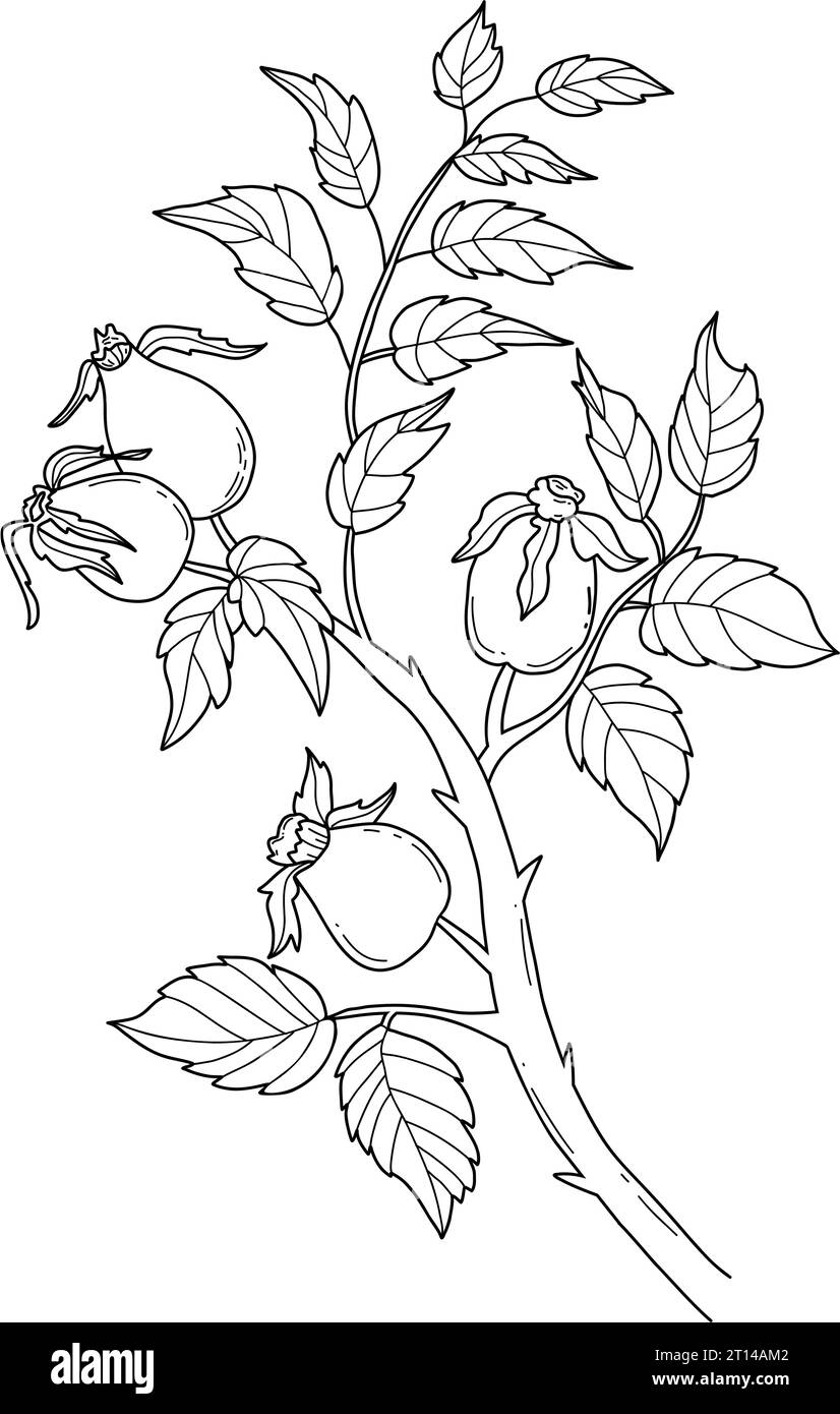 Rosehip branch. Hand drawn linear drawing of branch with seasonal ...
