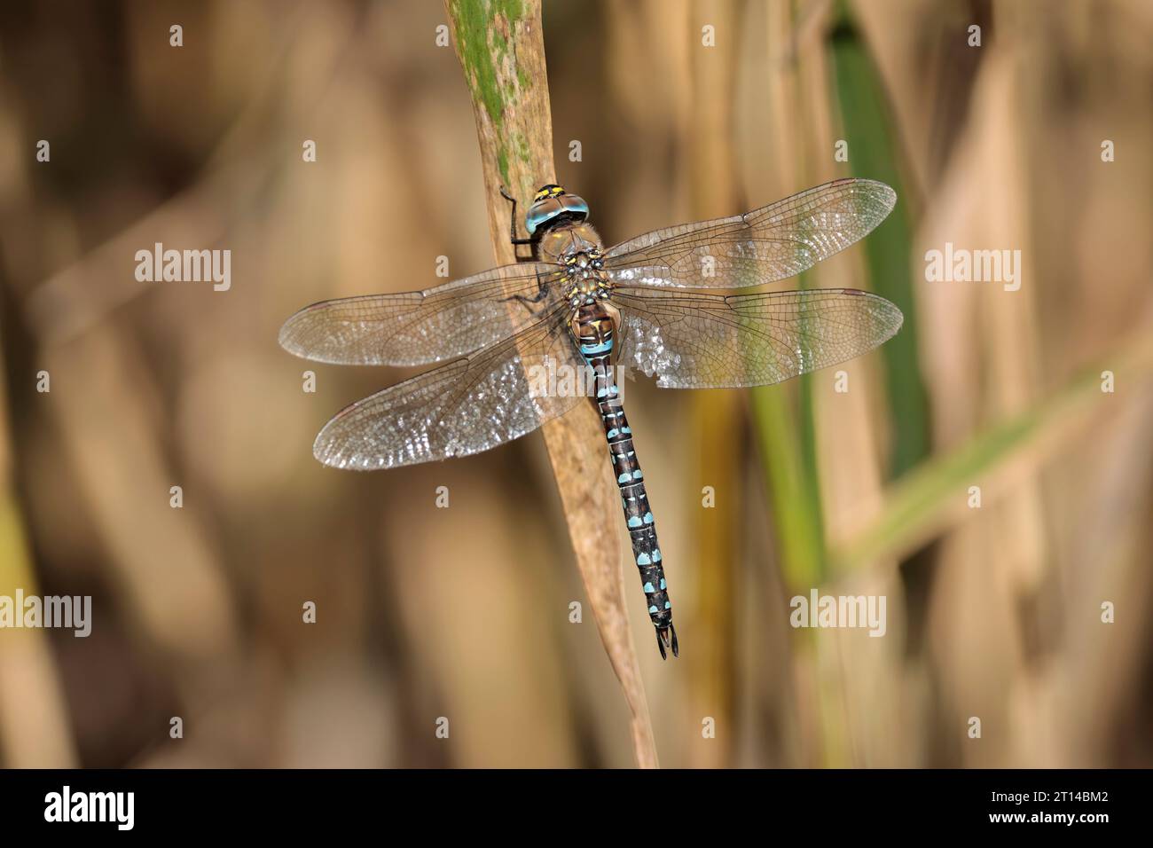 Southern hawker dragonfly Aeshna cyanea, male blue bands on black ...