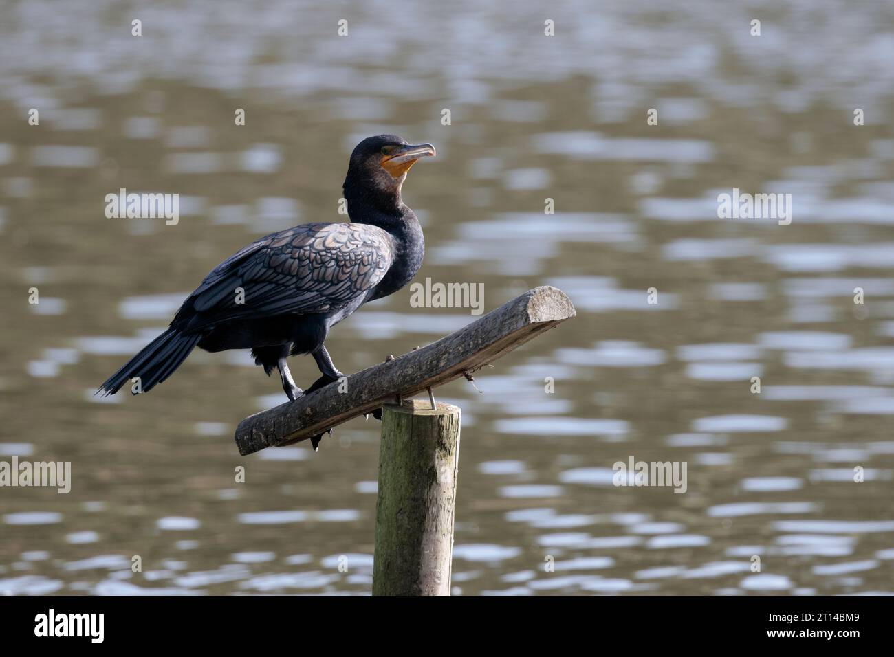 Cormorant Phalacrocorax carbo, perched on post in lake large dark ...