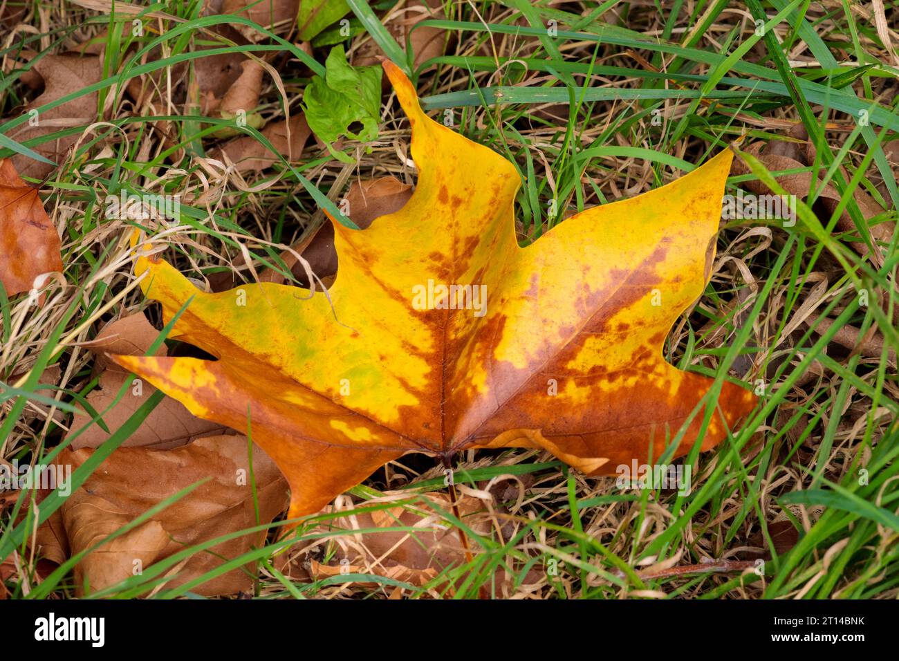 Large and wide hi-res stock photography and images - Alamy