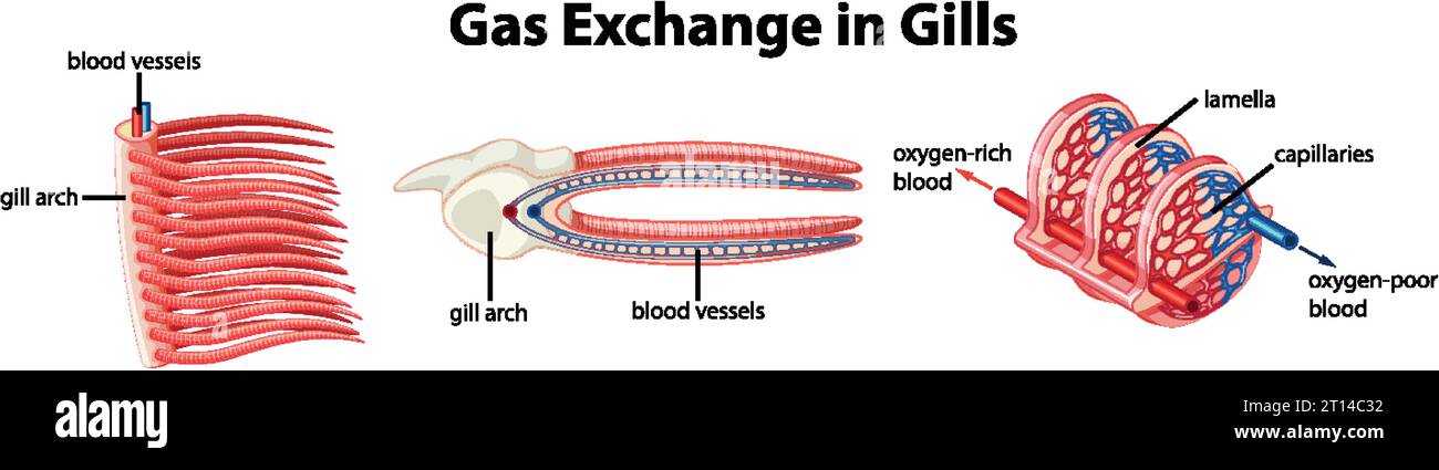 Illustration depicting the internal anatomy of fish and the process of ...