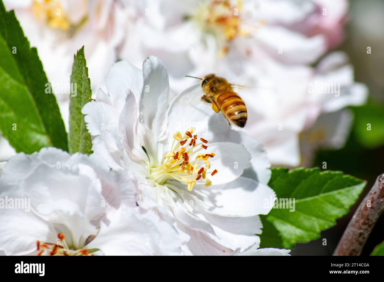 Busy with insects hi-res stock photography and images - Alamy