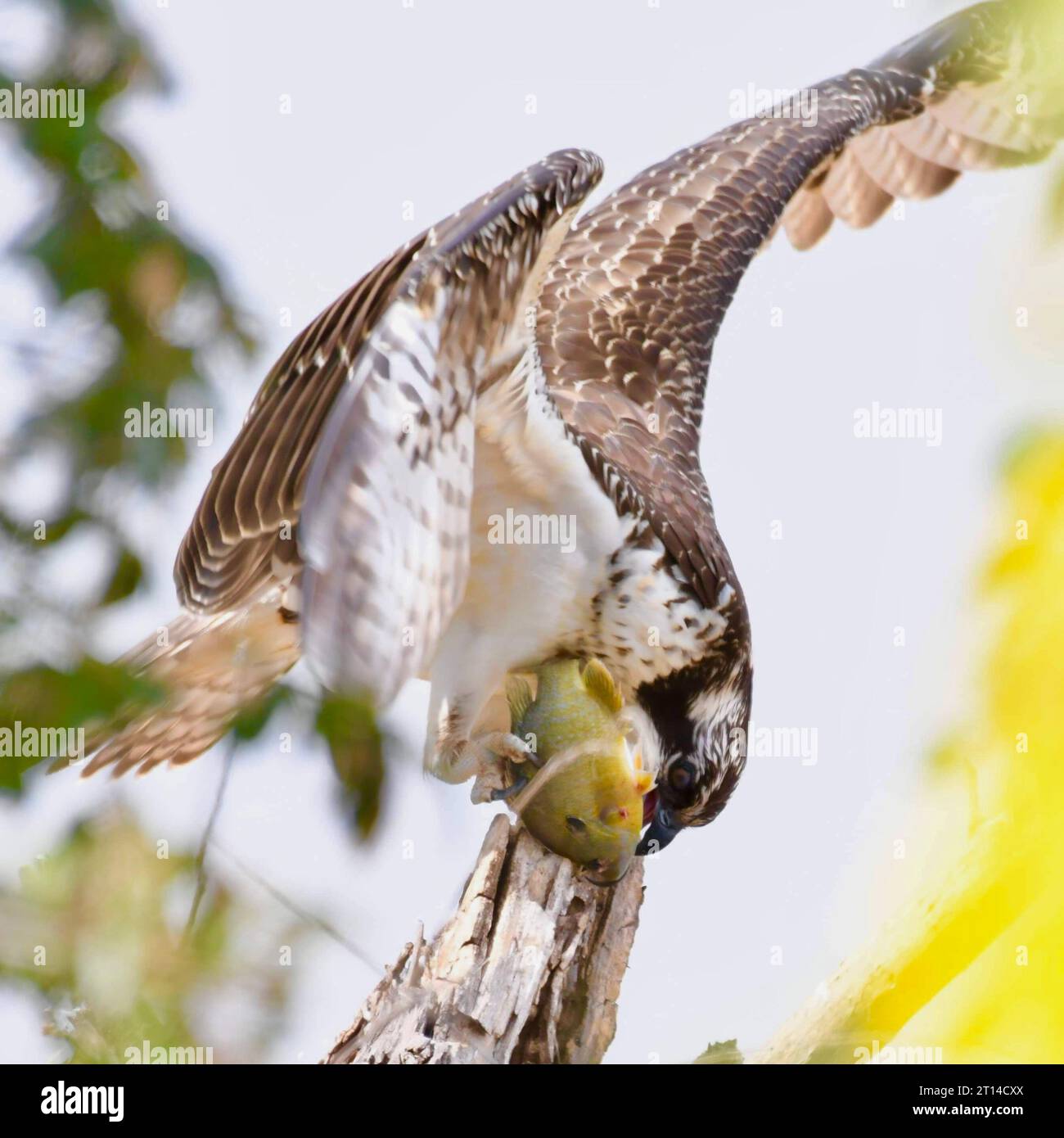 A majestic Osprey bird perched on a rock with a Yellow Perch grasped ...