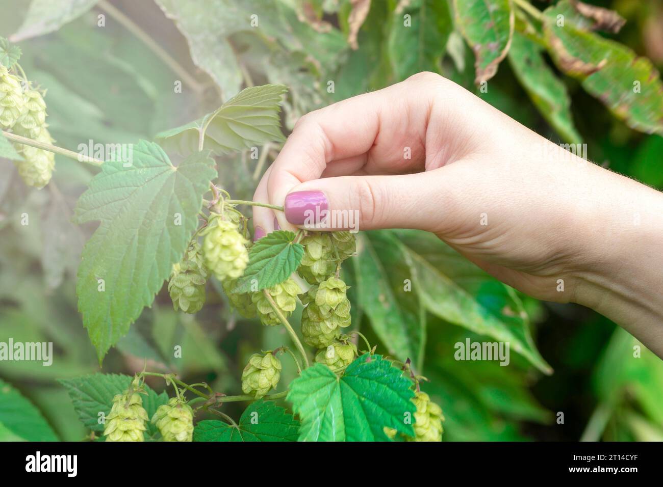 A sprig of hops in hands. The concept hop harvesting, ingredient for ...