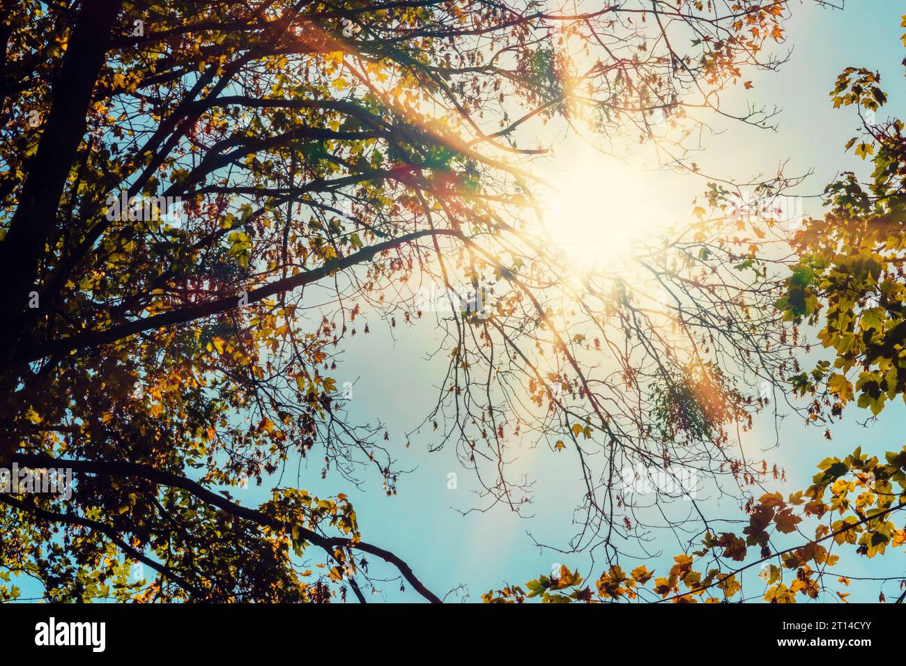 sun pushing through a varicoloured leaves. concept Autumn, fall ...