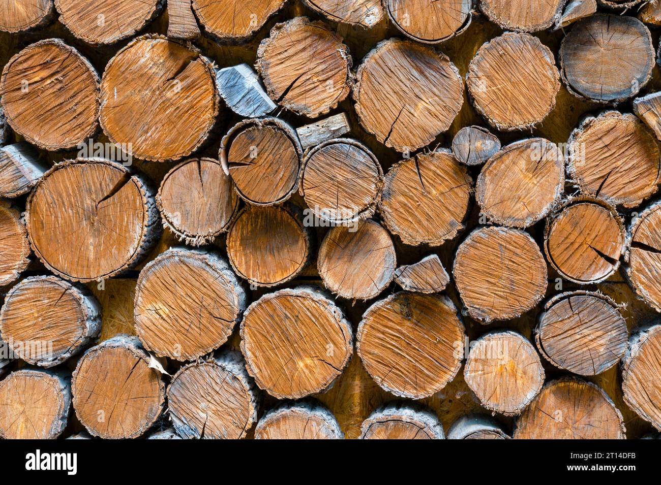 Texture square wooden bars . background of a tree. Wood Texture, Wooden ...