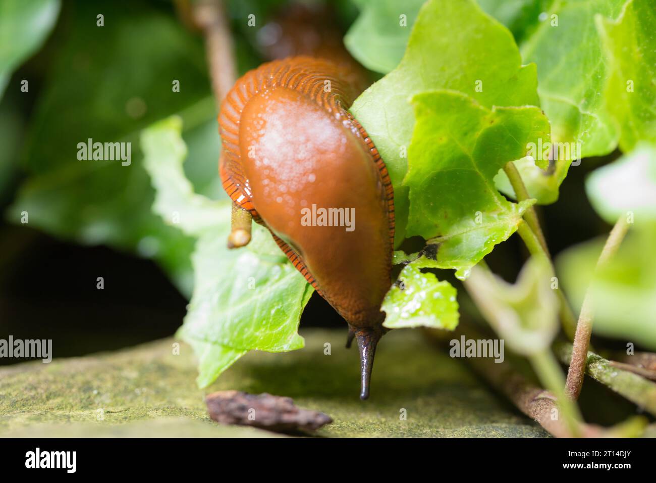 Shiny slug hi-res stock photography and images - Alamy