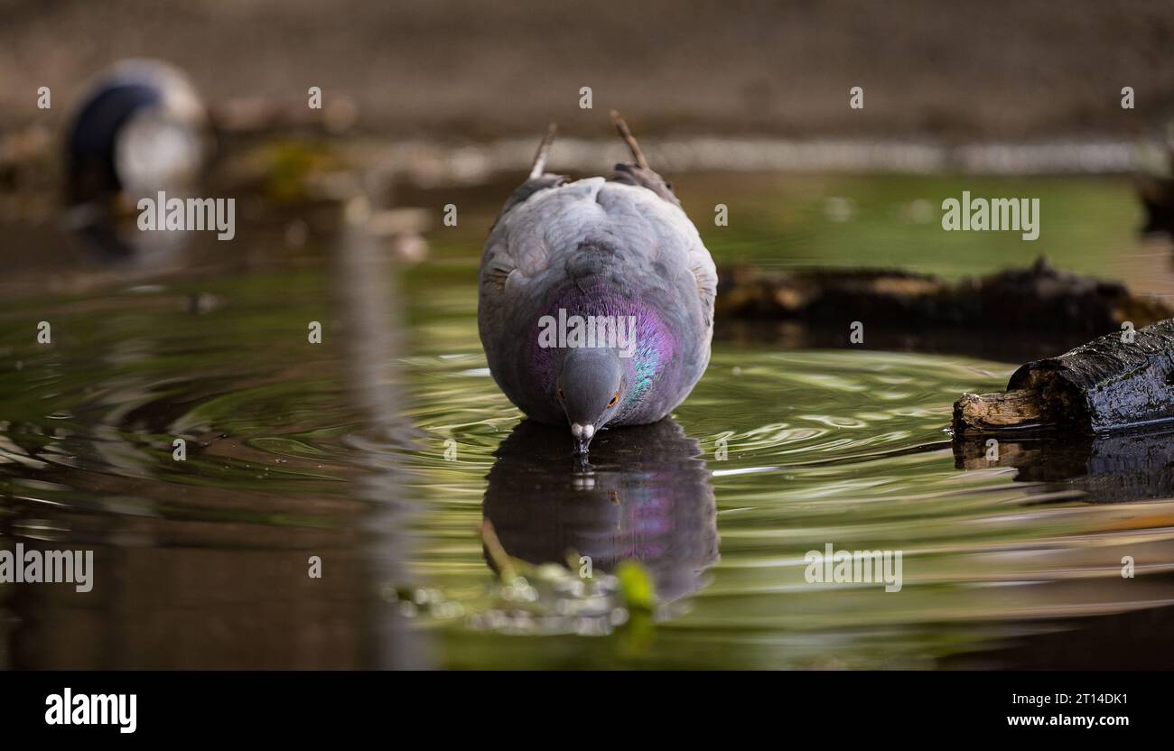 Pigeon in splash hi-res stock photography and images - Alamy